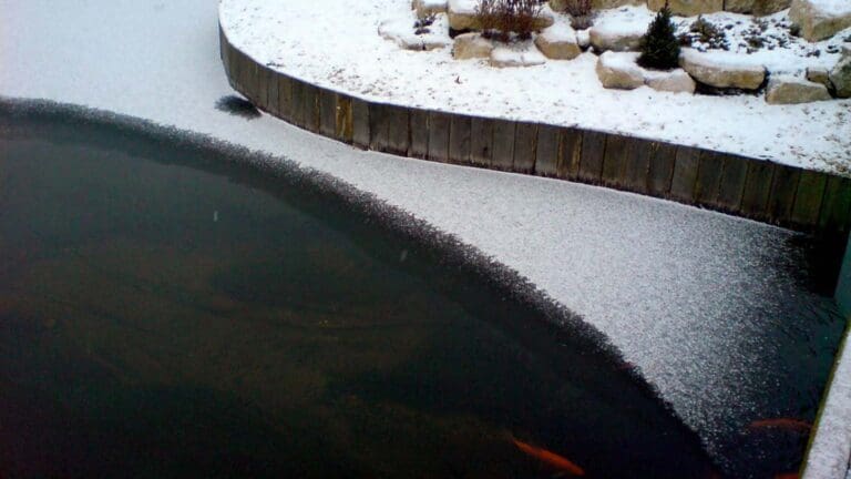 Can Koi Fish Survive Winter in Outdoor Pond? Expert Answers - Koi Pond ...