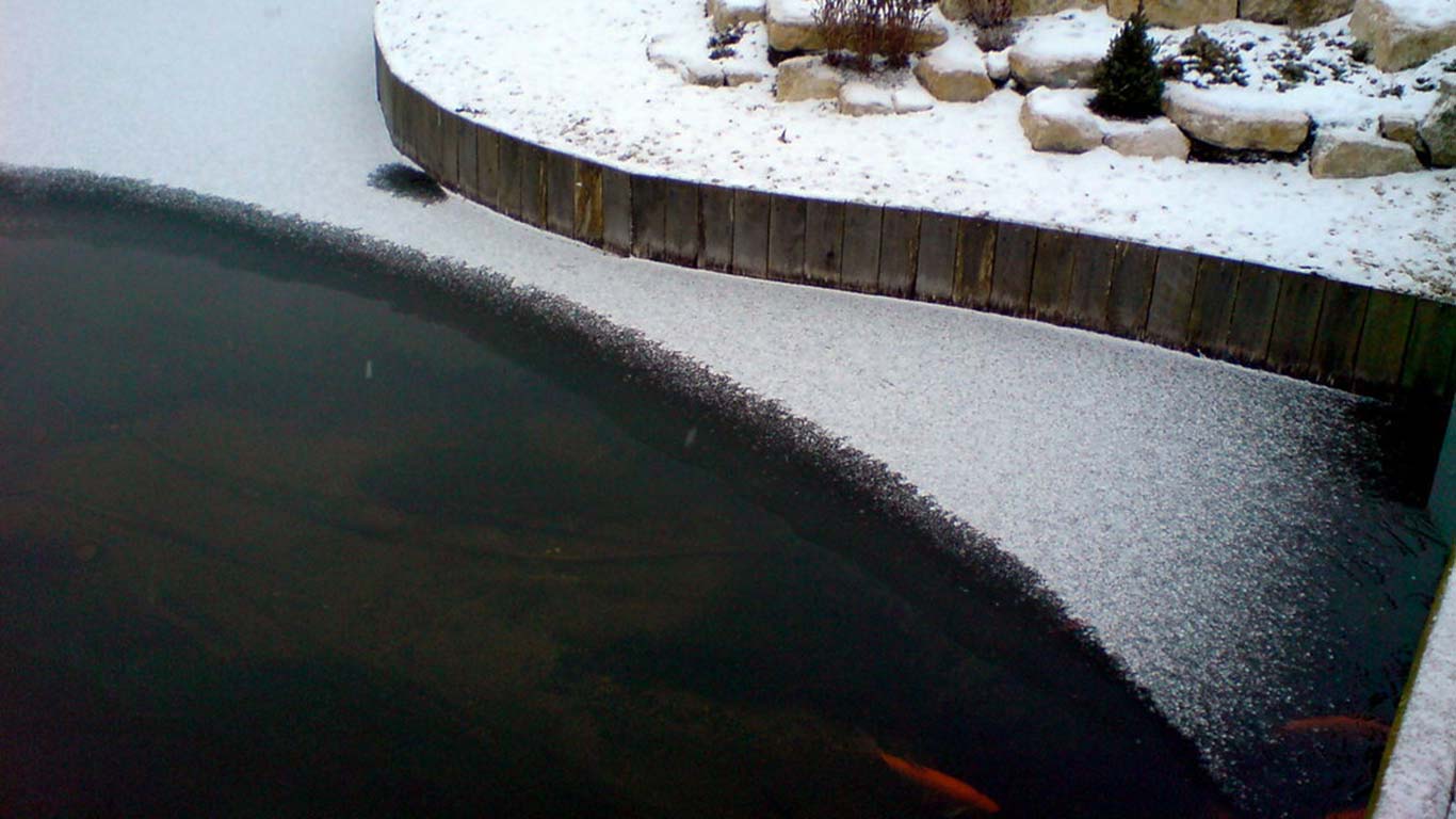 Can Koi Fish Survive Winter in Outdoor Pond? Expert Answers - Koi Pond ...