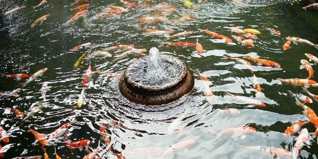 Adding a Fountain to Your Koi Pond: Pros and Cons