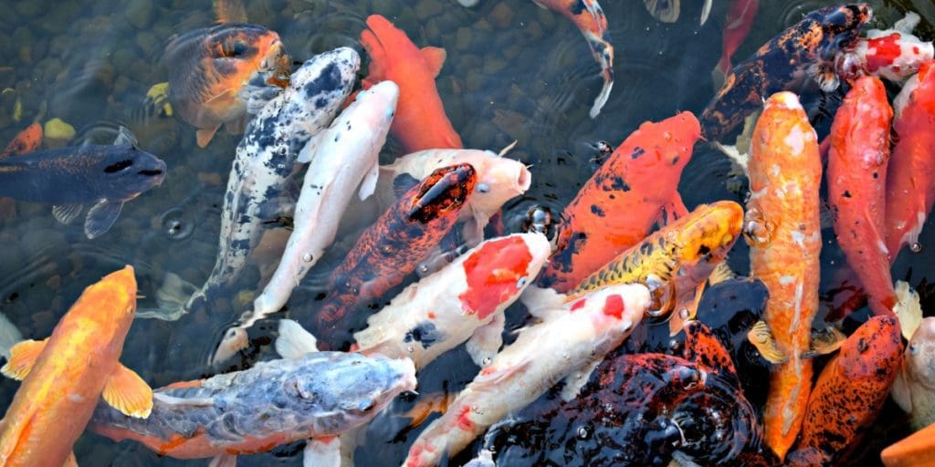 How to Effectively Remove Ammonia from Your Koi Pond