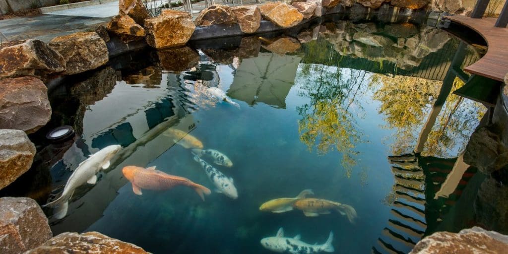 How to Maintain a Koi Pond: Essential Tips for Success