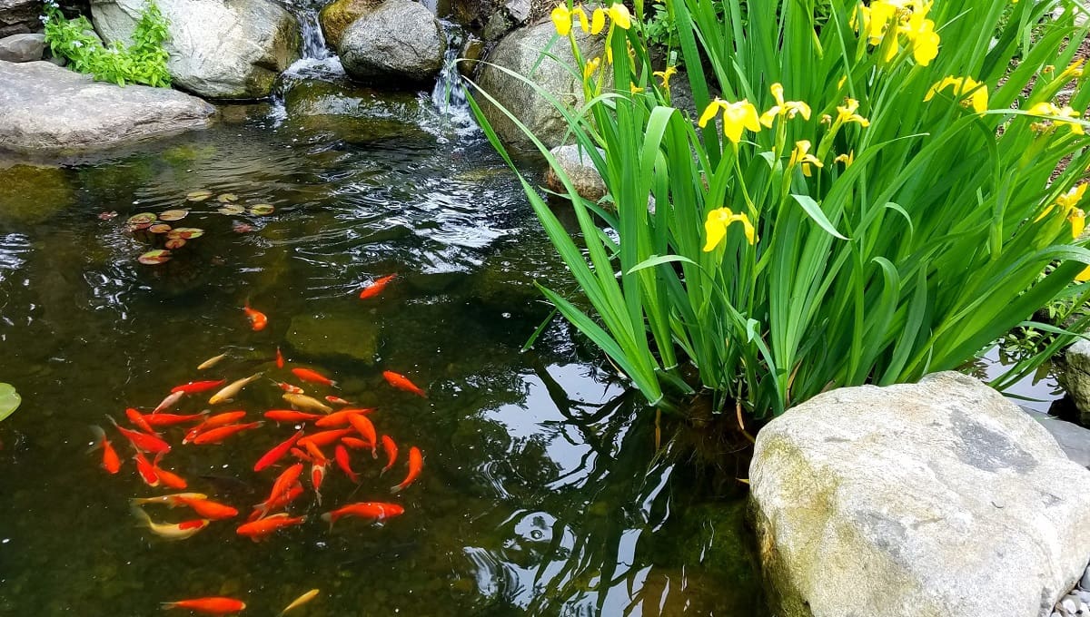 How To Build A Koi Pond In 10 Simple Steps How To Build A Koi Pond In 10 Simple Steps