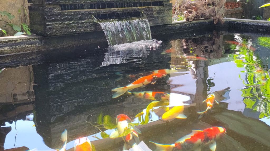 How to Get Crystal Clear Koi Pond Water With Proven Tips
