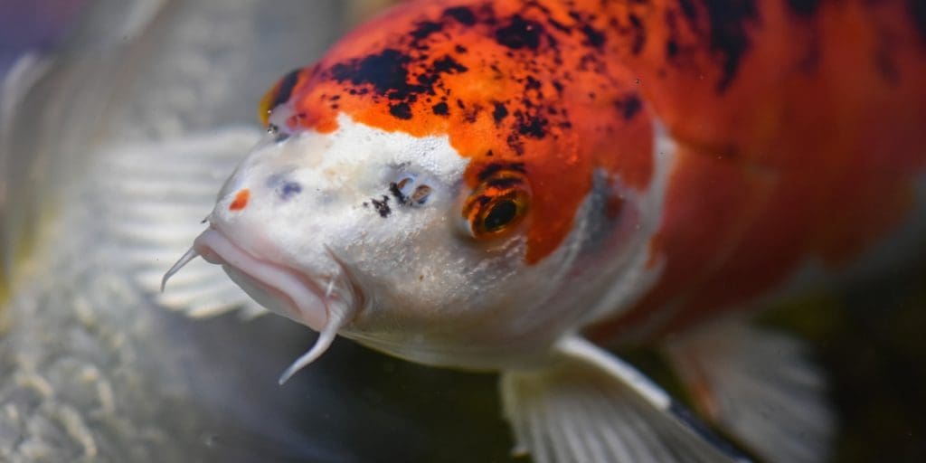 Understanding Koi Fish: Your Comprehensive Guide