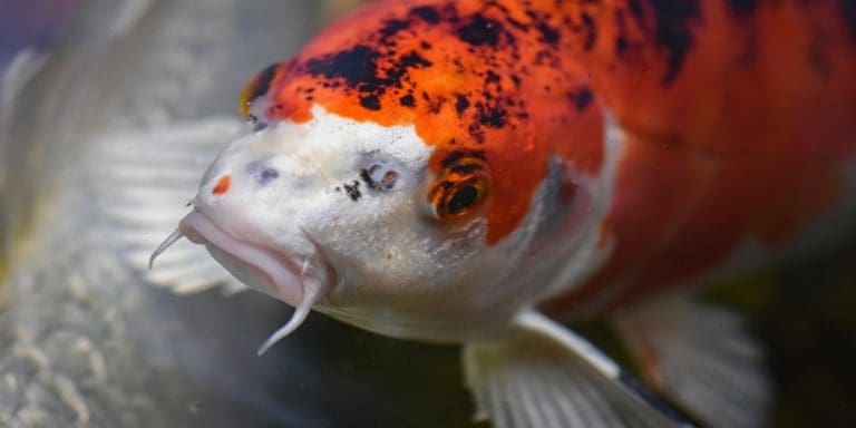Understanding Koi Fish: Your Comprehensive Guide