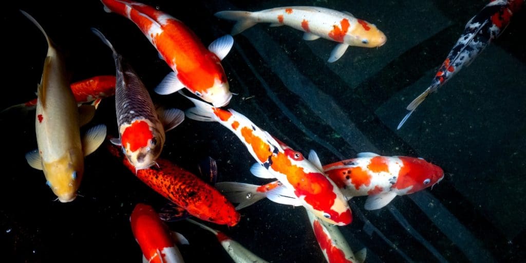 Understanding Koi Fish: Your Comprehensive Guide