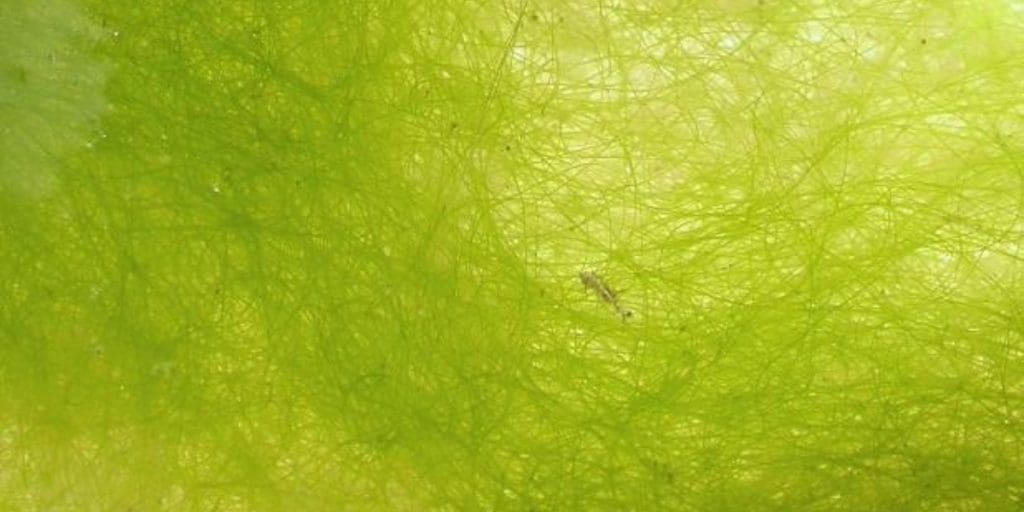 How to Easily Get Rid of String Algae in Your Koi Pond