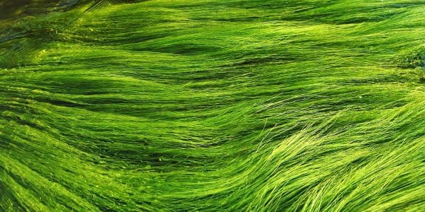 How to Easily Get Rid of String Algae in Your Koi Pond