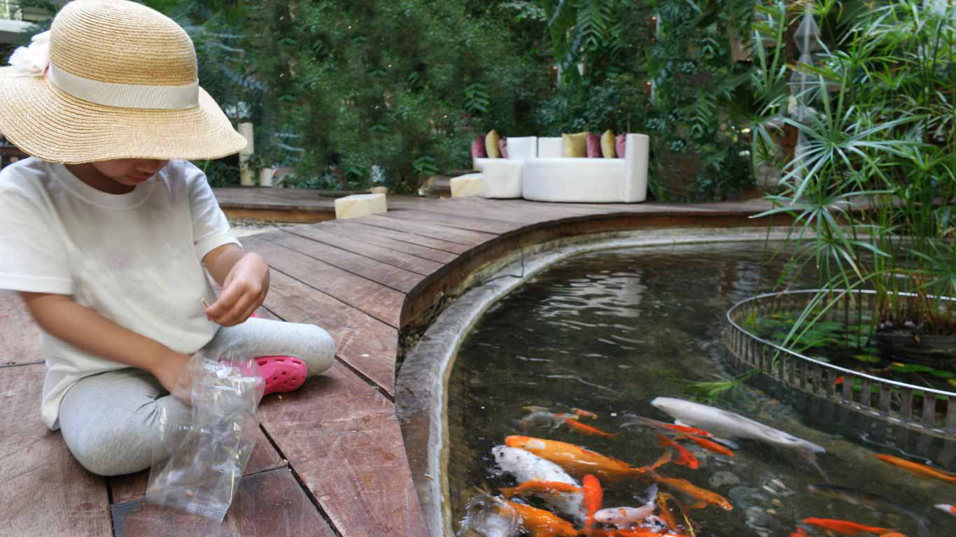 Does a Koi Pond Add Value to a House? Unveiling the Impact on Property Value