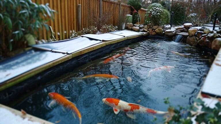 How to Cover Your Koi Pond in Winter: Essential Tips for Protection and ...
