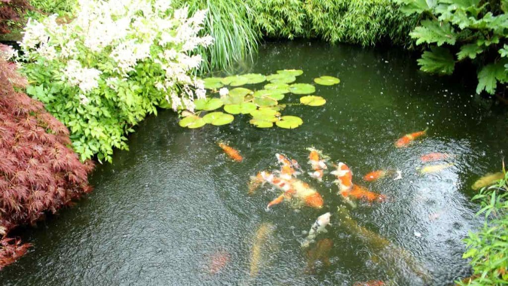 "How to Shade a Koi Pond: Expert Tips for Maintaining Ideal Water Quality"