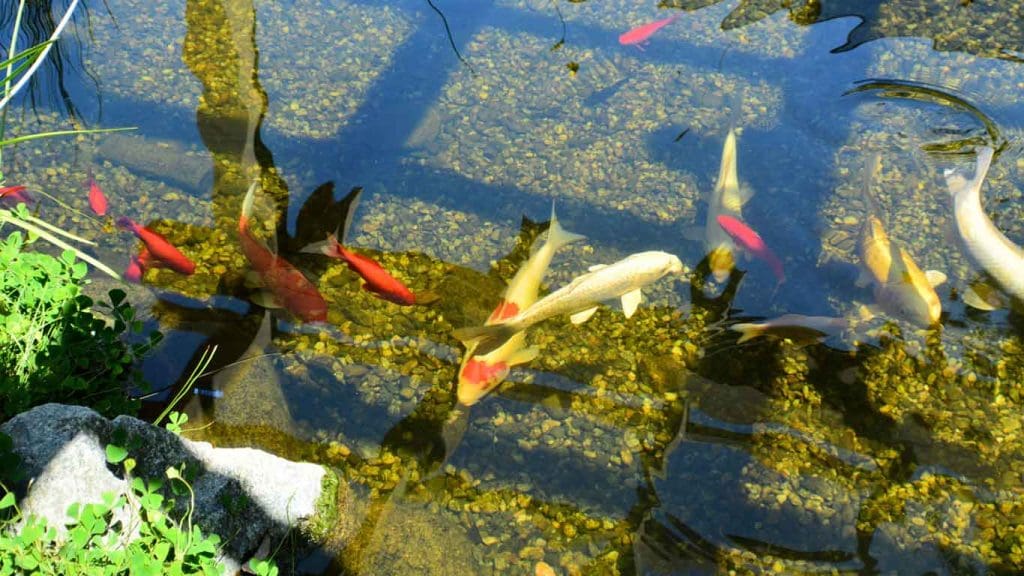 "How to Shade a Koi Pond: Expert Tips for Maintaining Ideal Water Quality"