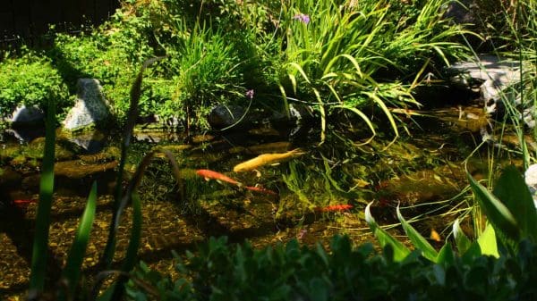 "How to Shade a Koi Pond: Expert Tips for Maintaining Ideal Water Quality"