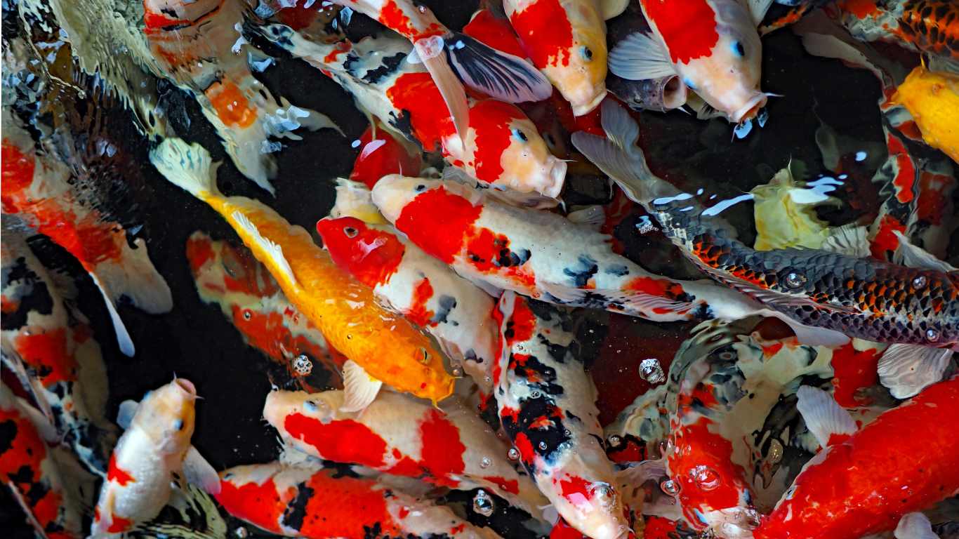 Where to Buy Koi Fish for Your Pond: Expert Advice for a Perfect Pond