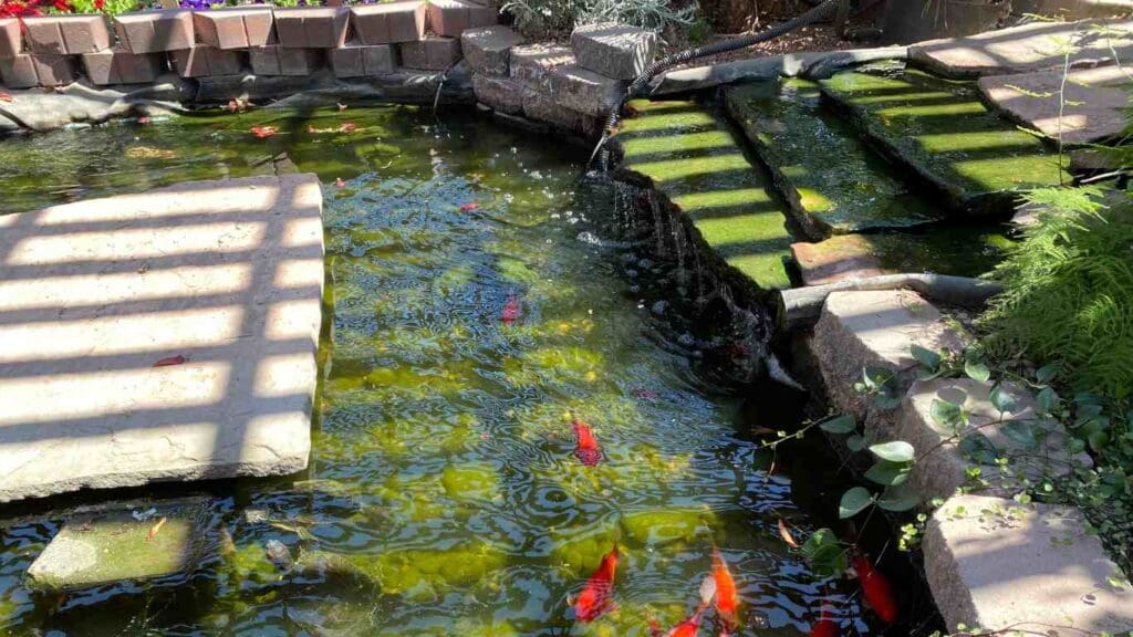 How to Open Your Koi Pond in the Spring: Essential Tips for a Healthy ...