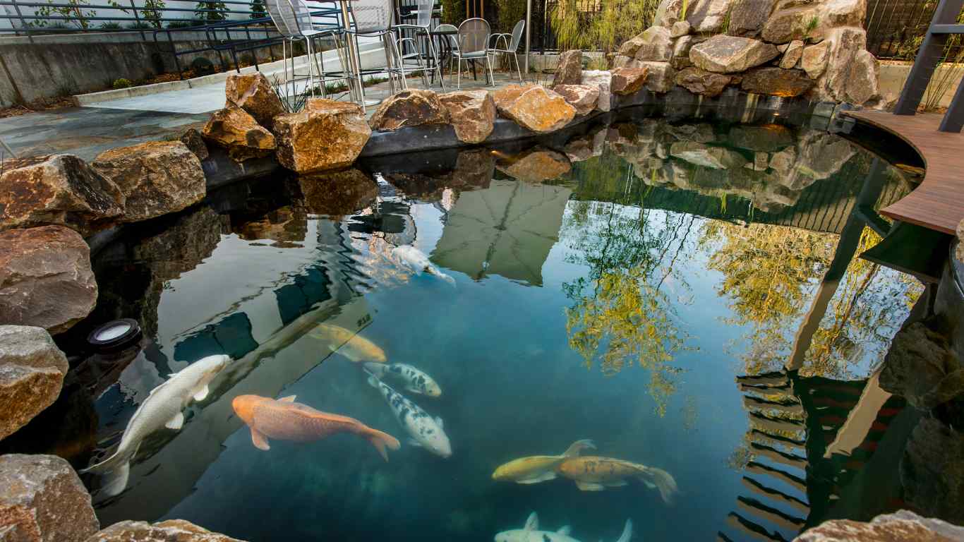How to Open Your Koi Pond in the Spring: Essential Tips for a Healthy ...