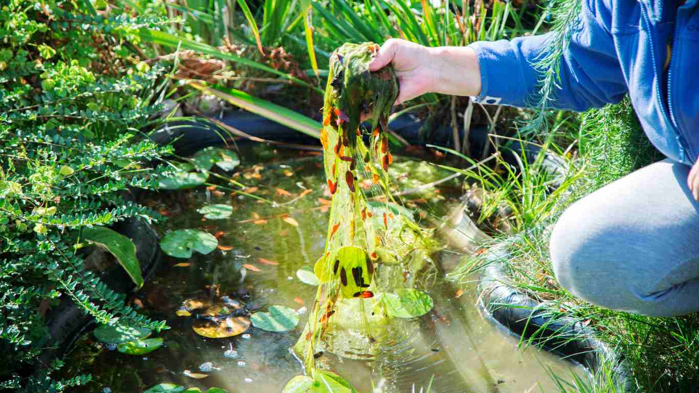 How to Keep Snakes Away from Koi Pond: Proven Strategies and Tips