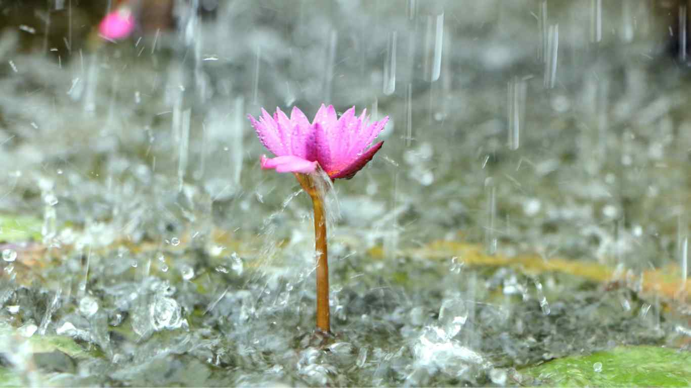 Is Rain Water Good for Koi Ponds? Understanding Its Impact on Your Pond ...