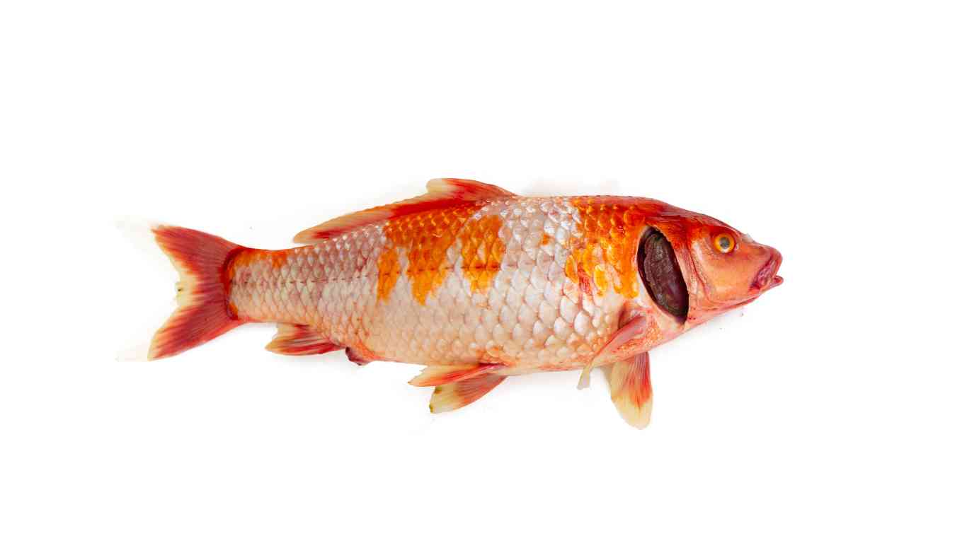 How to Get Rid of Parasites in Koi Pond: Effective Strategies for a ...