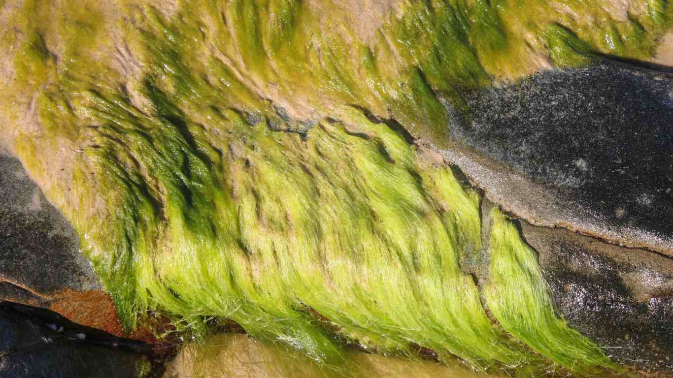 How to Keep Algae Out of Koi Pond: Expert Strategies for a Crystal ...