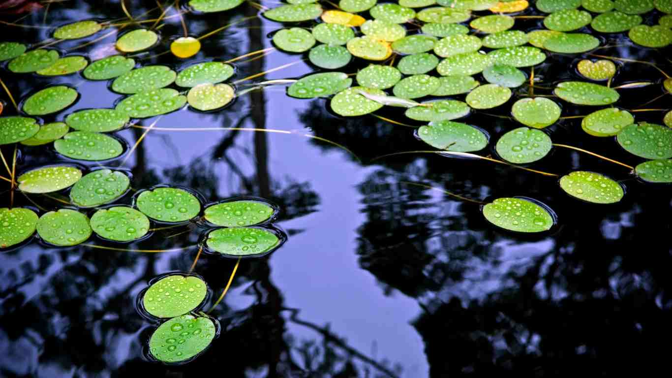 How to Plant Lily Pads in Your Koi Pond: The Ultimate Guide for Garden ...