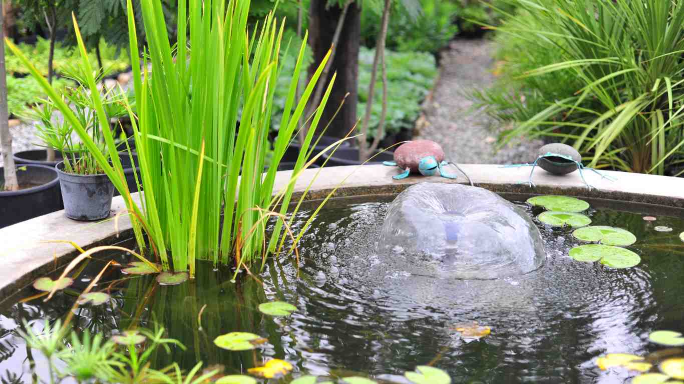 How Many Koi Can You Keep in a 100 Gallon Pond? Understanding Fish ...
