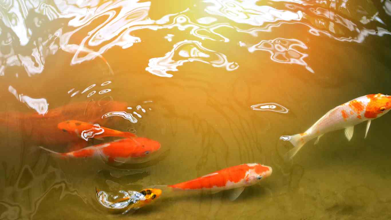 What Causes High pH in Koi Pond: Unraveling the Mystery of Water Alkalinity