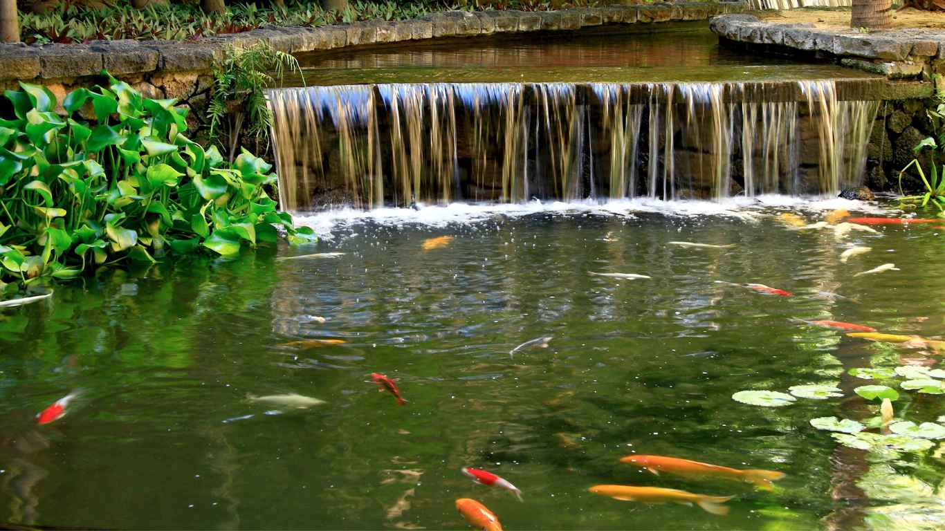 How to Lower Nitrates in Your Koi Pond: A Comprehensive Guide